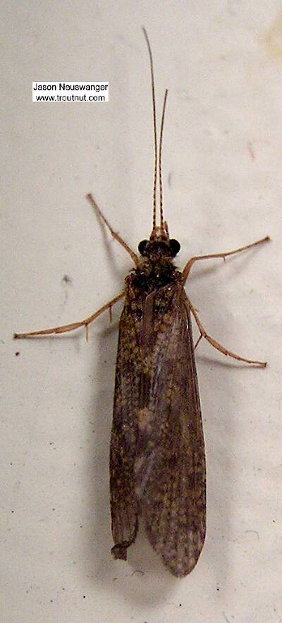 Female Hydropsyche (Spotted Sedge) Caddisfly Adult Pictures
