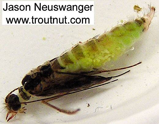 Cheumatopsyche (Little Sister Sedge) Caddisfly Pupa Pictures