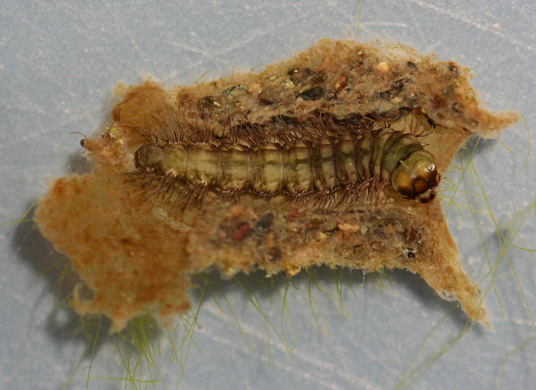 Petrophila larvae and pupae
