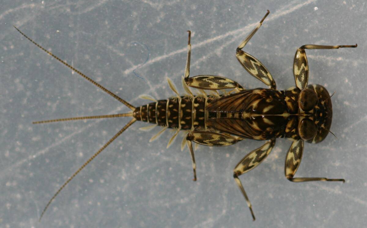 Nixe species (kennedyi?)