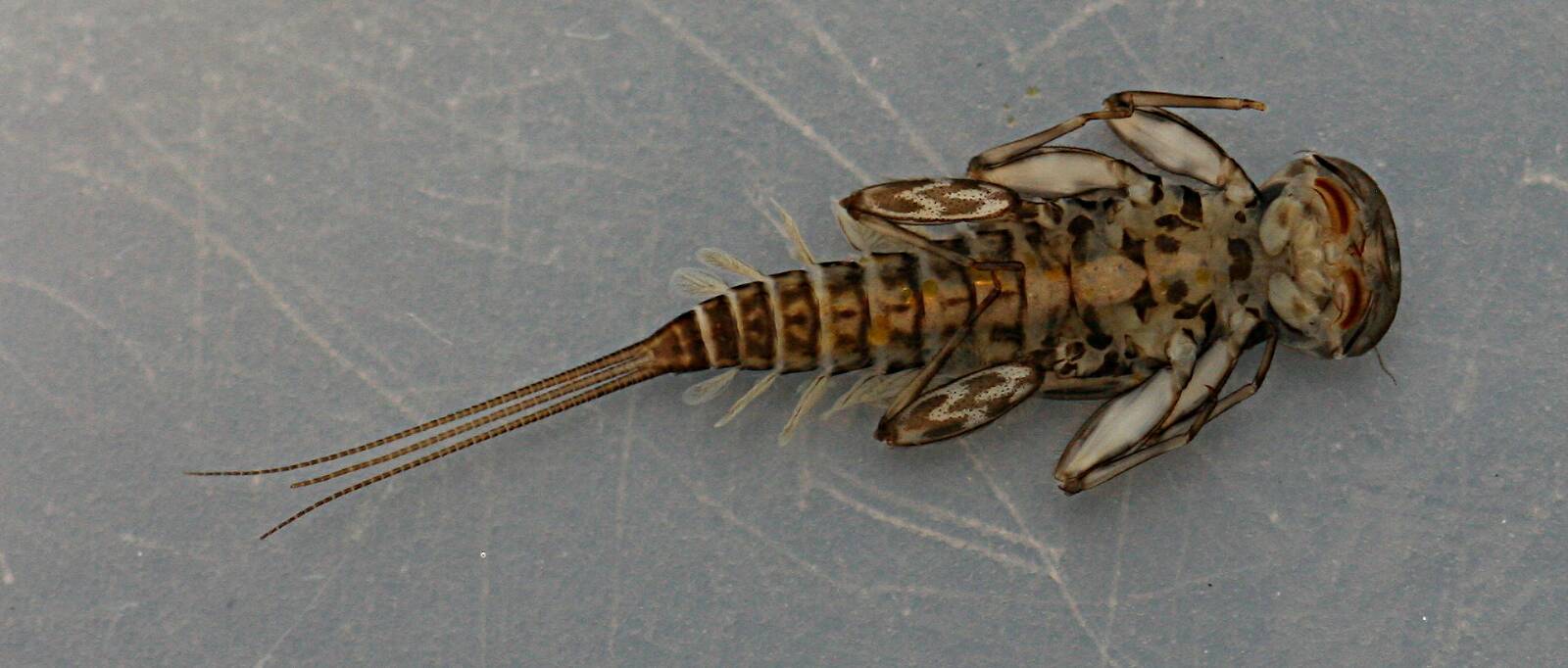 Nixe species (kennedyi?)