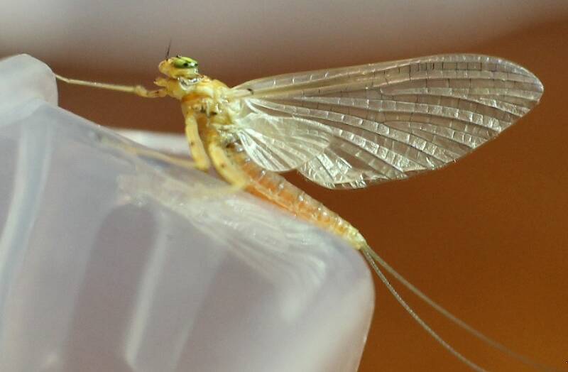 Western North Carolina Mayfly Identification