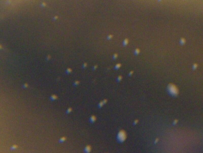 unknown mites-please help