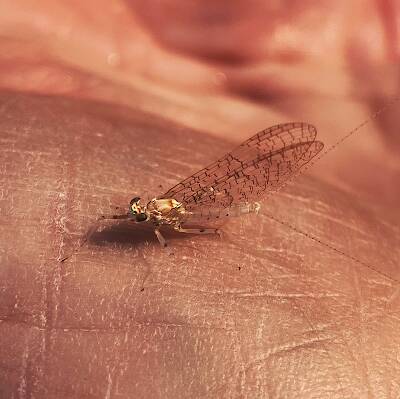Unknown Fall Mayfly