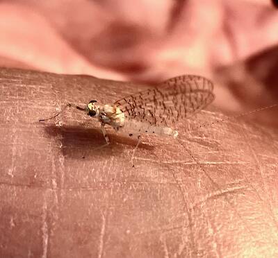 Unknown Fall Mayfly