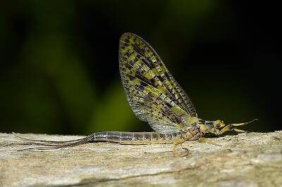 Eastern Green Drake Variations?