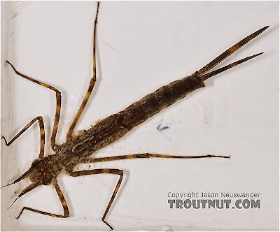 Aquatic Insect ID