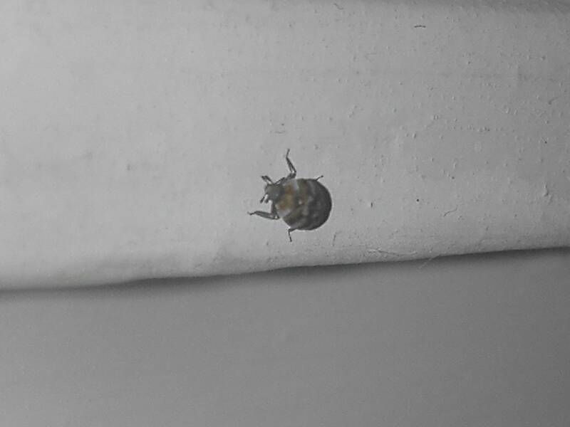 Possible bedbug? Need help identifying