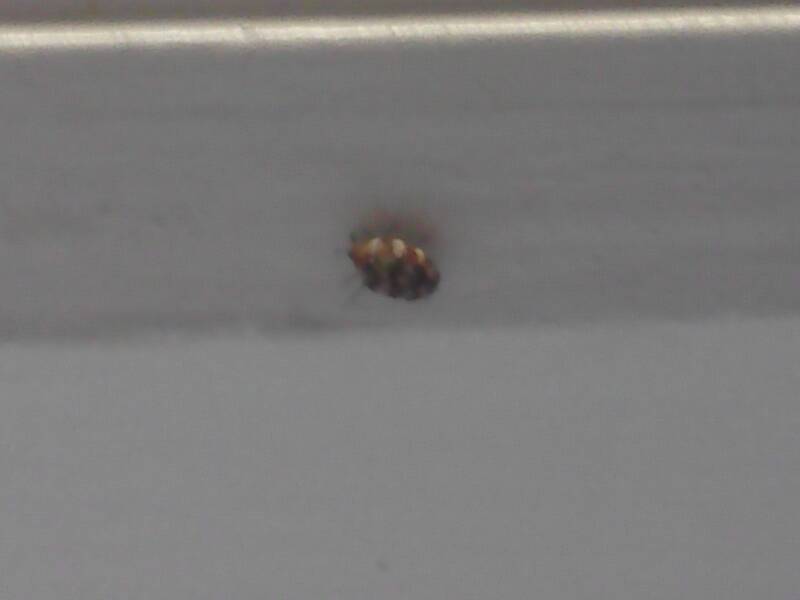 Possible bedbug? Need help identifying