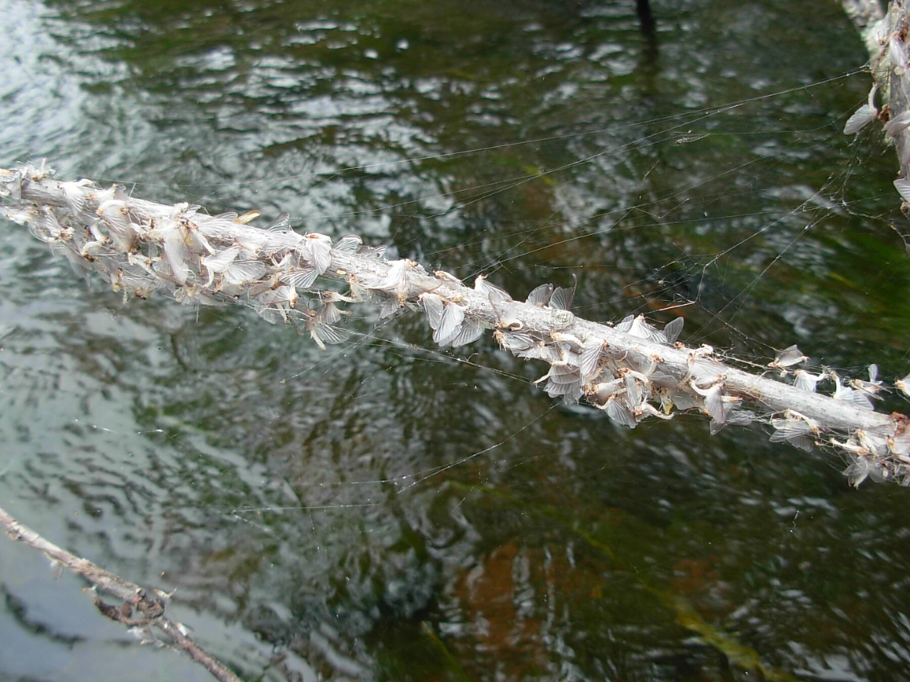 Ephoron leukon on a stick