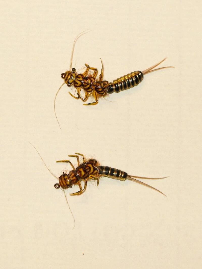 articulated stonefly nymph