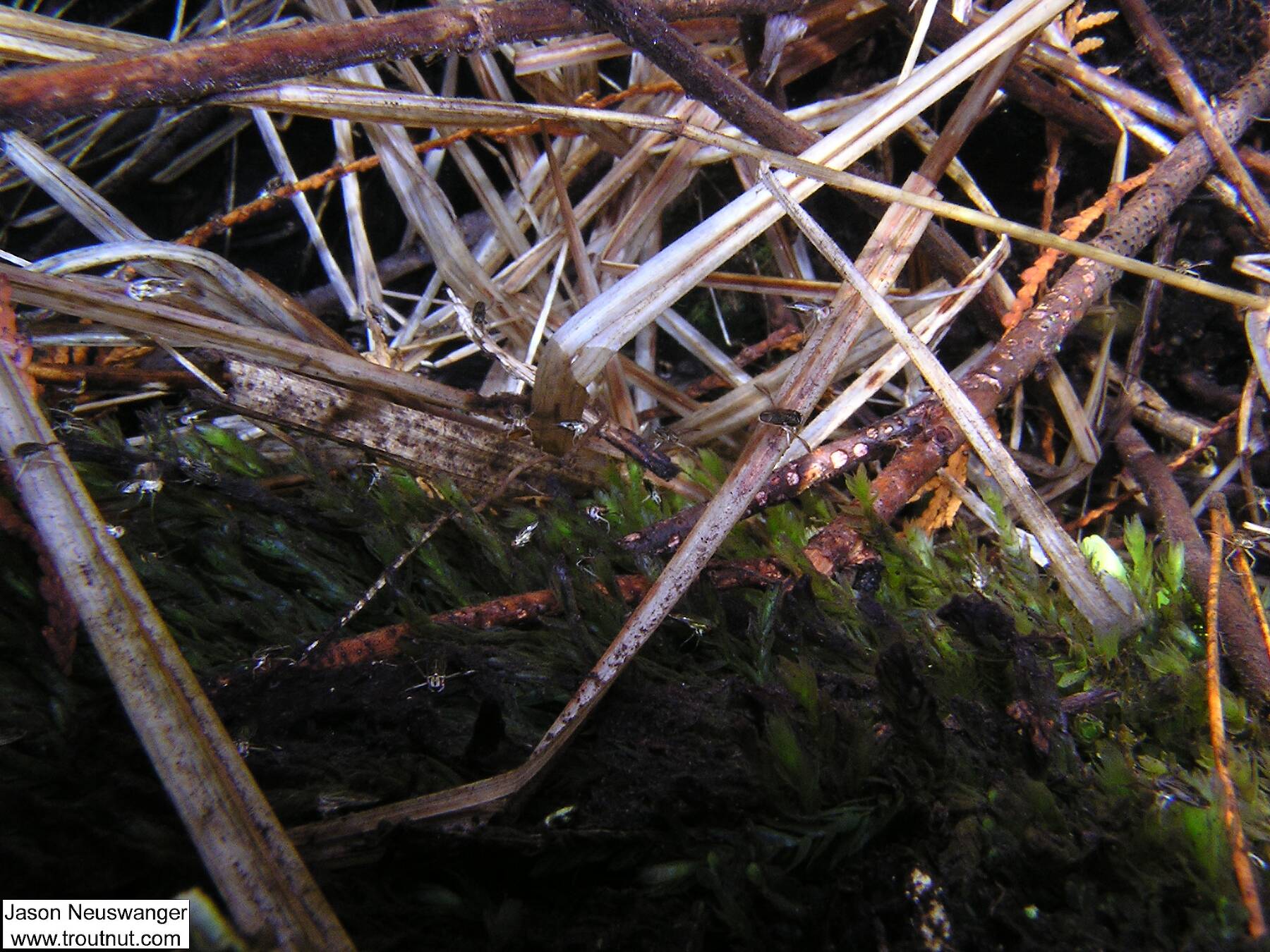 True Bug Family Corixidae (Water Boatmen)