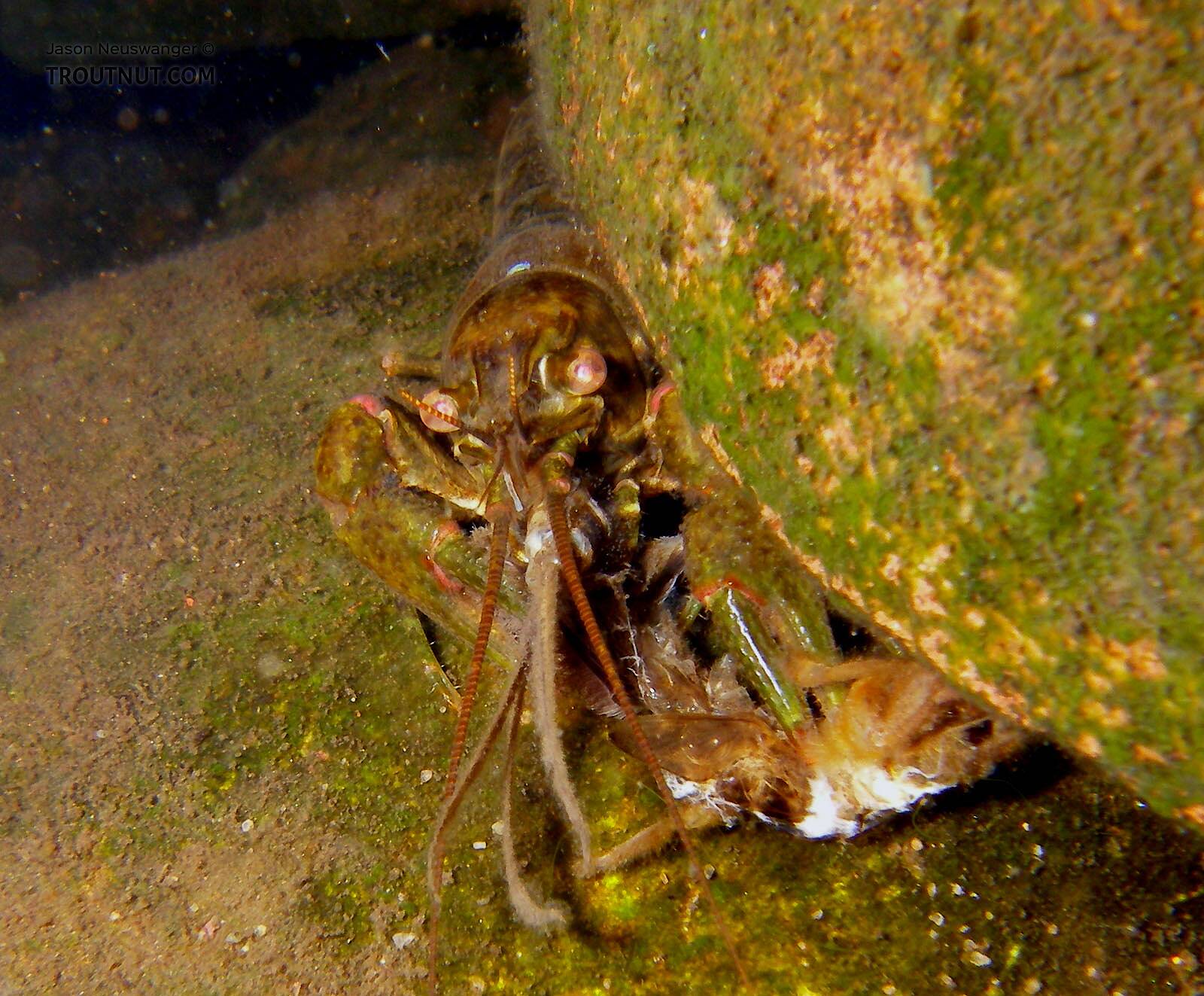 Freshwater Invertebrate Underwater Pictures