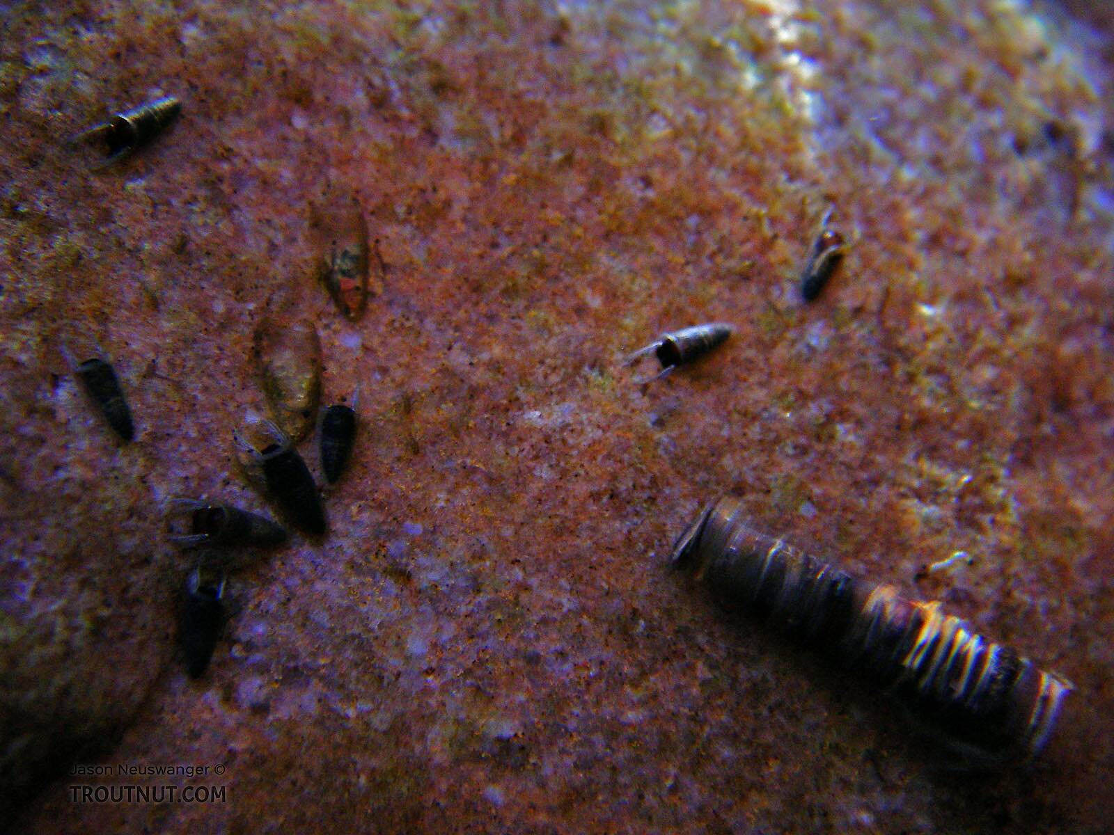 True Fly Family Simuliidae (Black Flies)