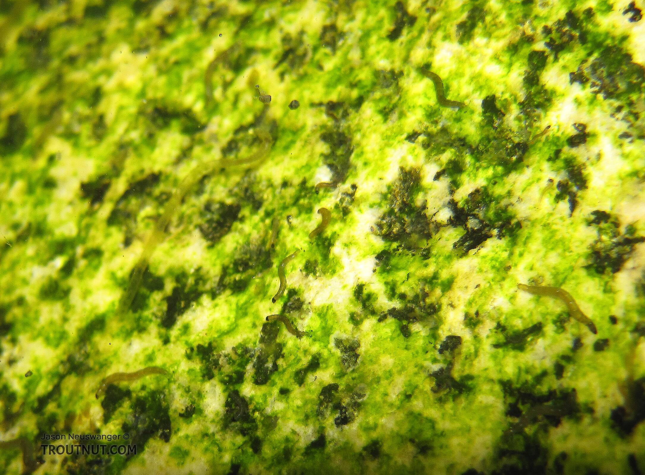 The Gulkana River, Alaska