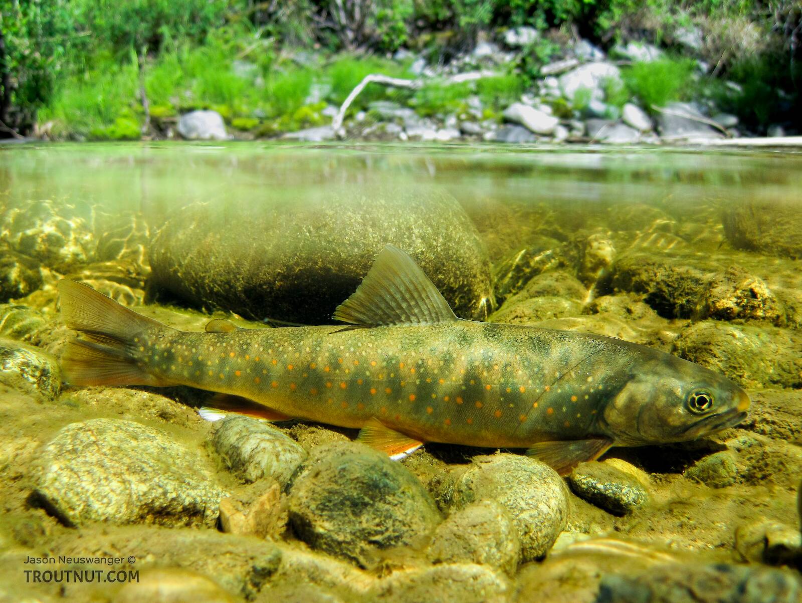 Small-stream brook trout in Alaska? Not exactly...
