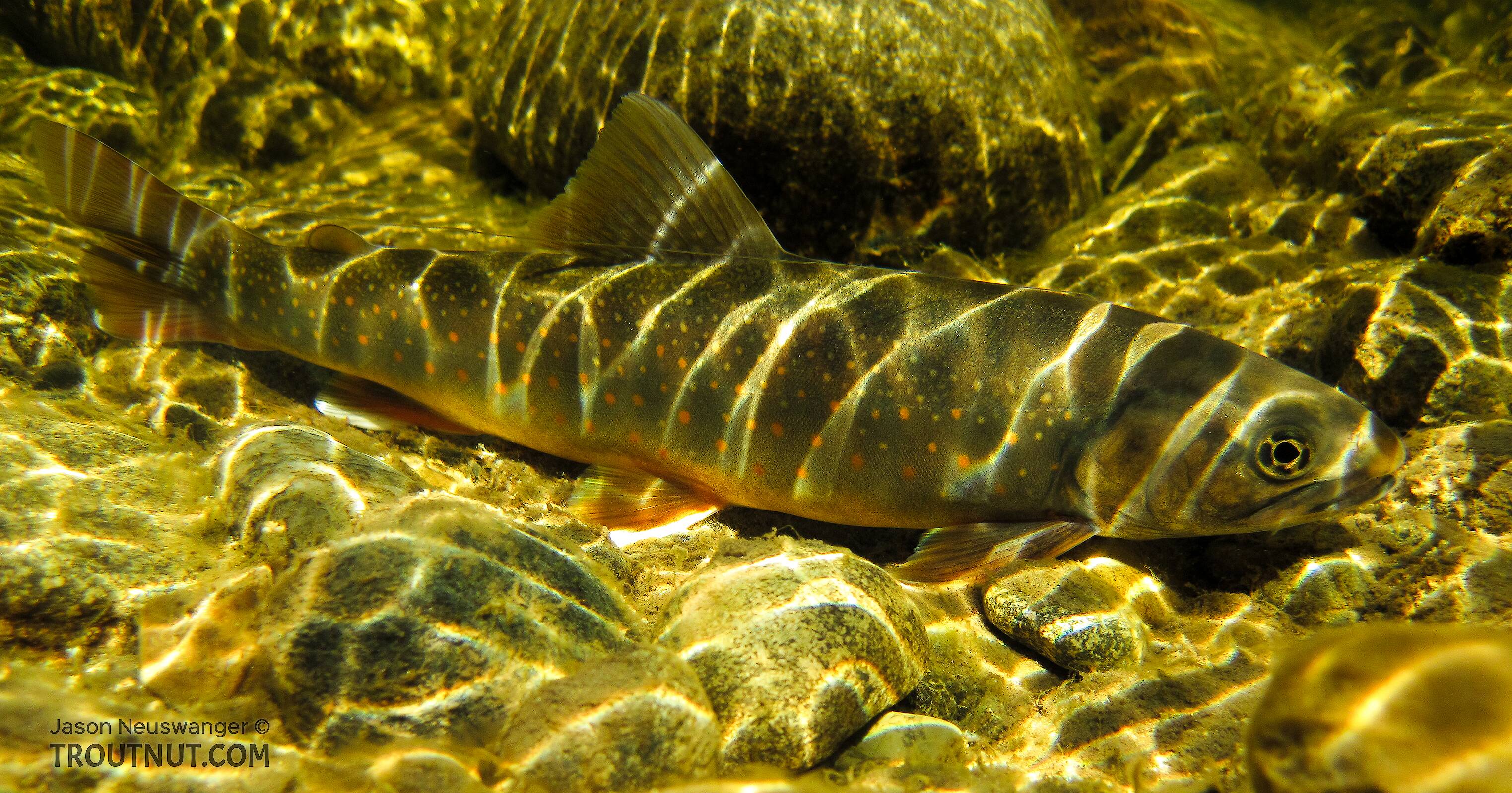 Small-stream brook trout in Alaska? Not exactly...
