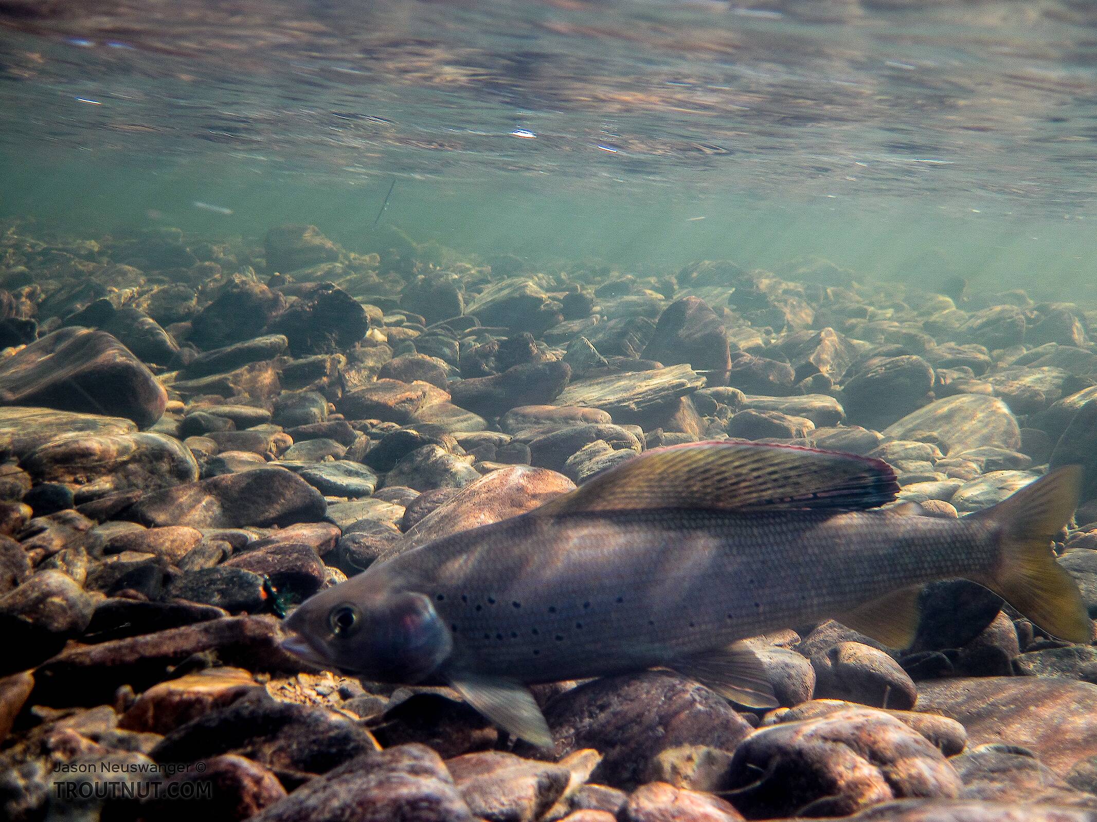 Short grayling fishing trip on Nome Creek